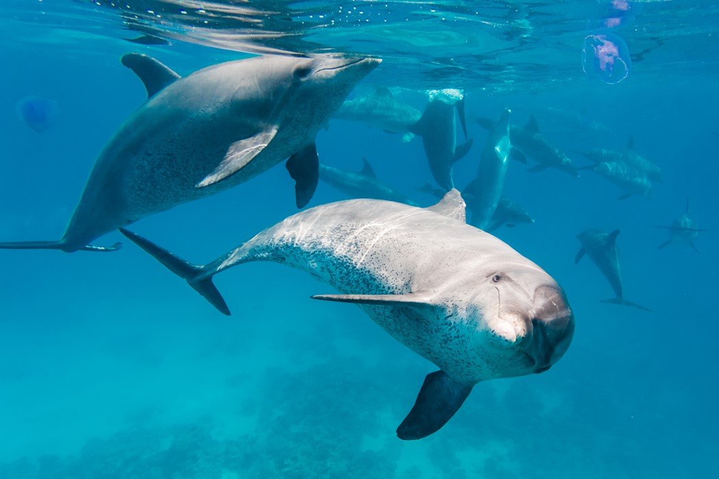 Elphinstone Reef in Marsa Alam: Full Guide to the Best Diving Spots