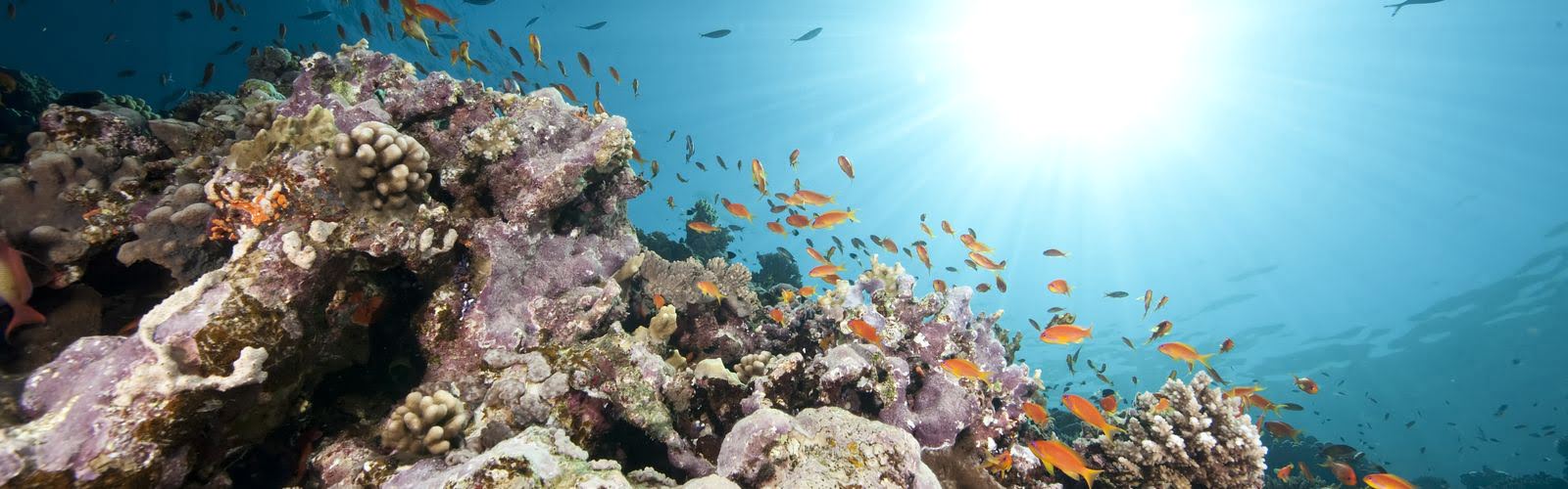 Brothers, Daedalus & Elphinstone reef safari in the Red Sea